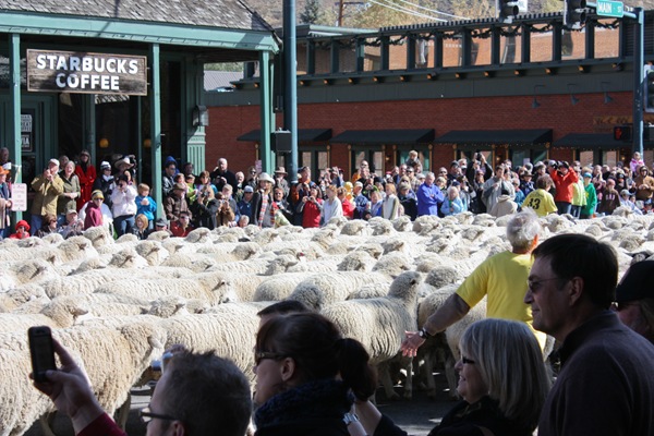 field trip: Trailing of the Sheep Festival ~ The Chef and the Seed